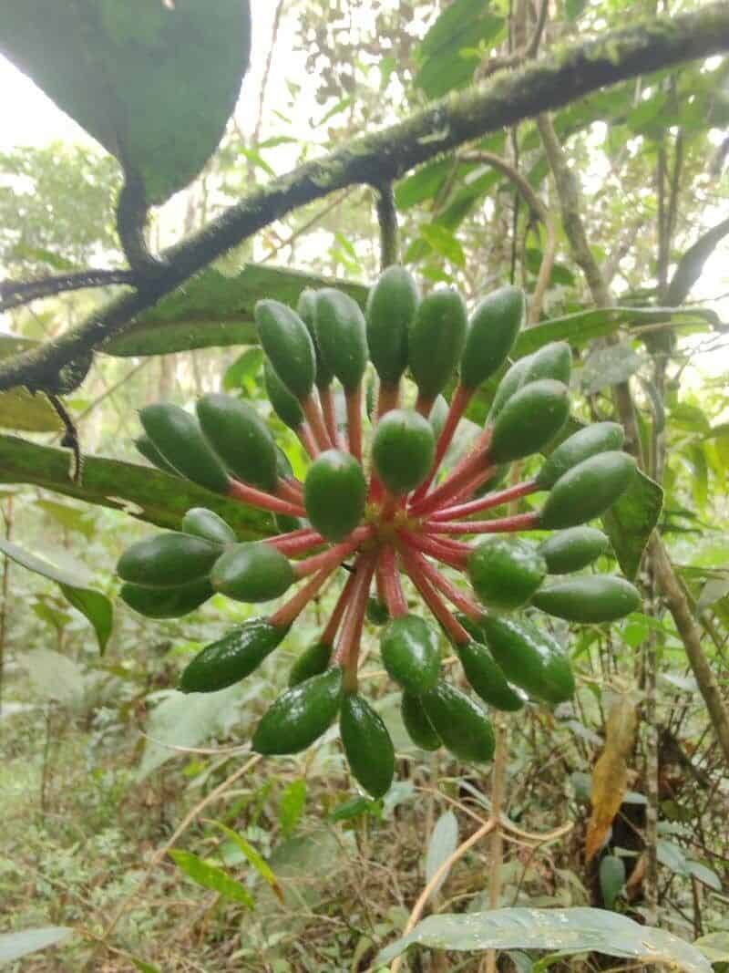 Guatteria australis - Propagate One