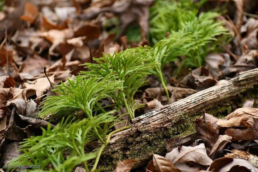 Lycopodium digitatum - Propagate One