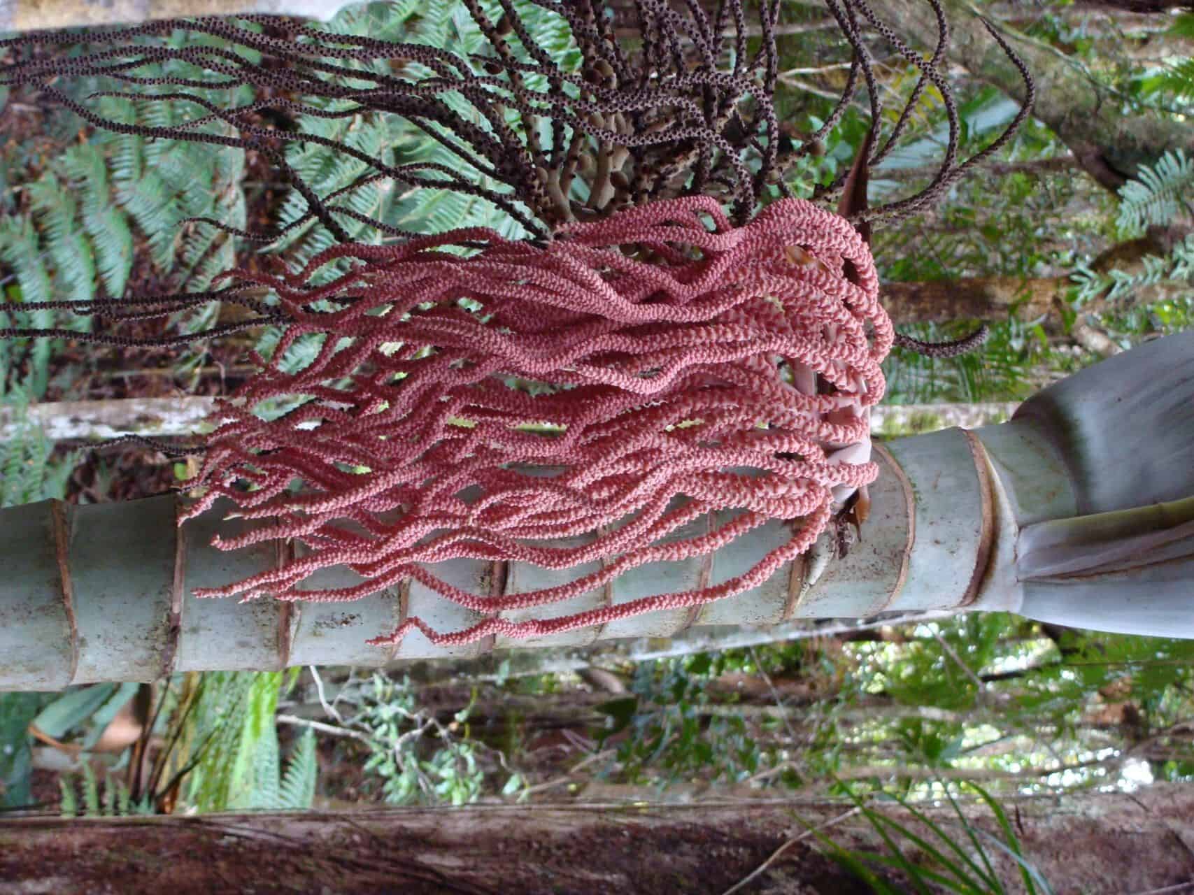 Cyphophoenix alba - Propagate One