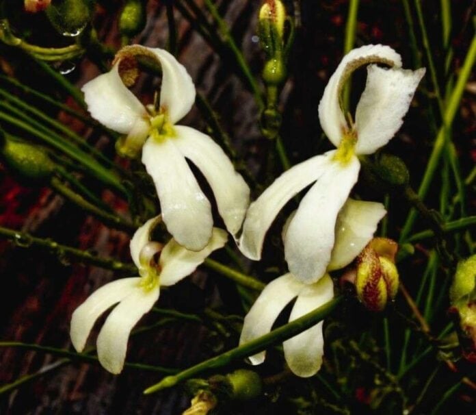 Stylidium schoenoides - Propagate One
