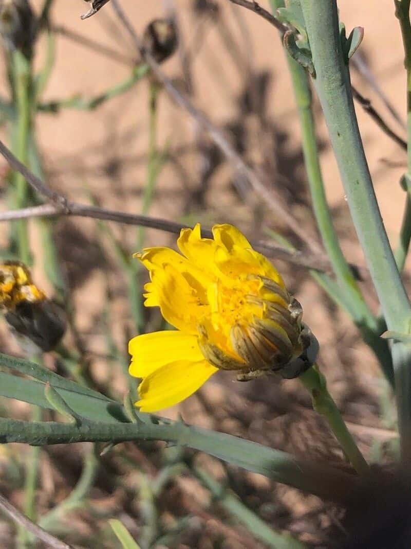 How to propagate Launaea fragilis