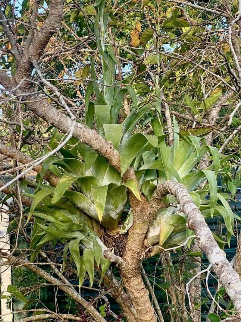 Catopsis compacta - Propagate One