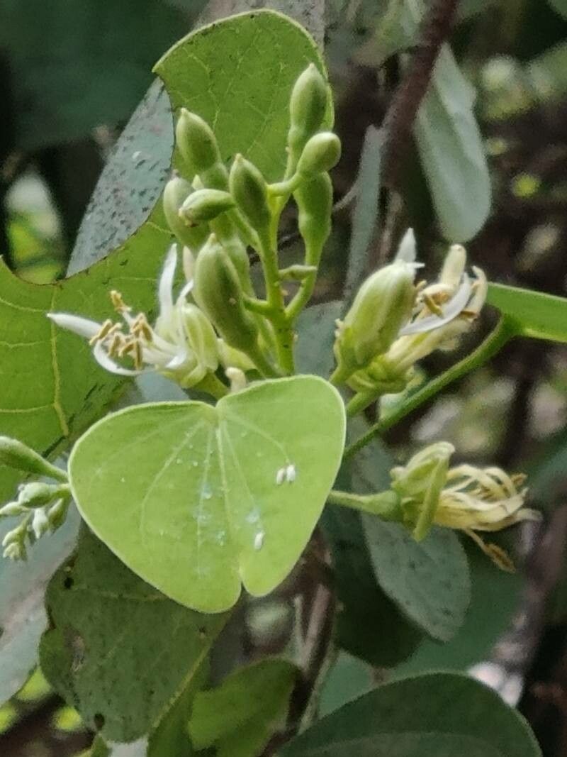 How to Propagate Bauhinia racemosa - Propagate One