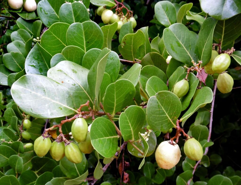 How to Propagate Chrysobalanus icaco - Propagate One