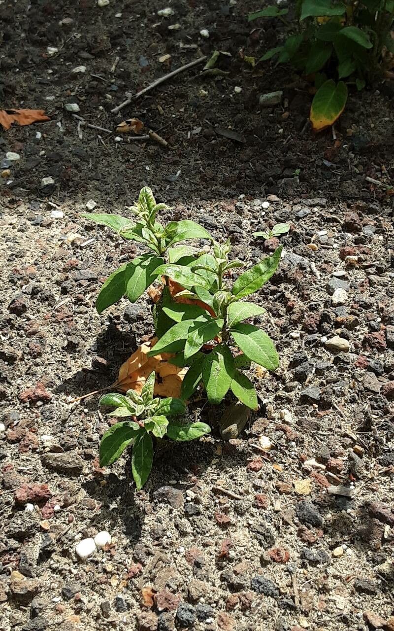 How to Propagate Pluchea odorata - Propagate One