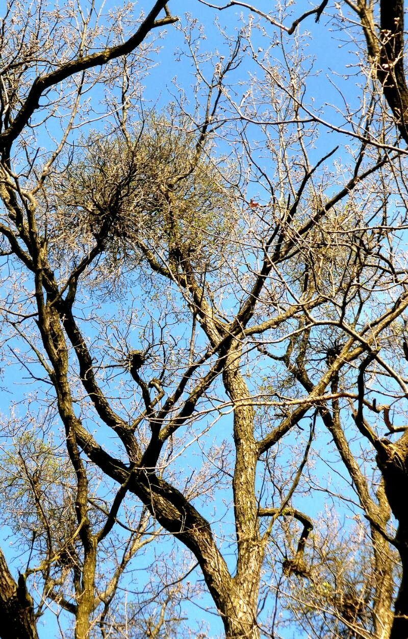 How to Propagate Loranthus europaeus - Propagate One