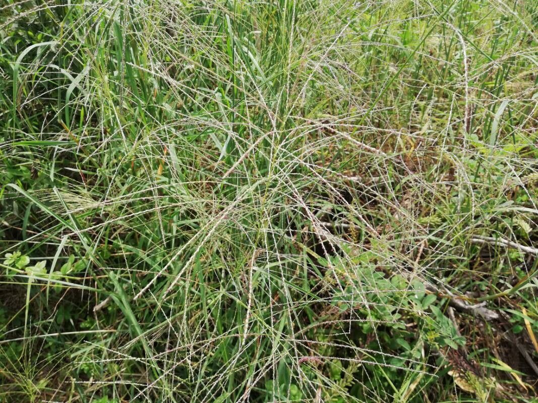 How to Propagate Digitaria horizontalis - Propagate One