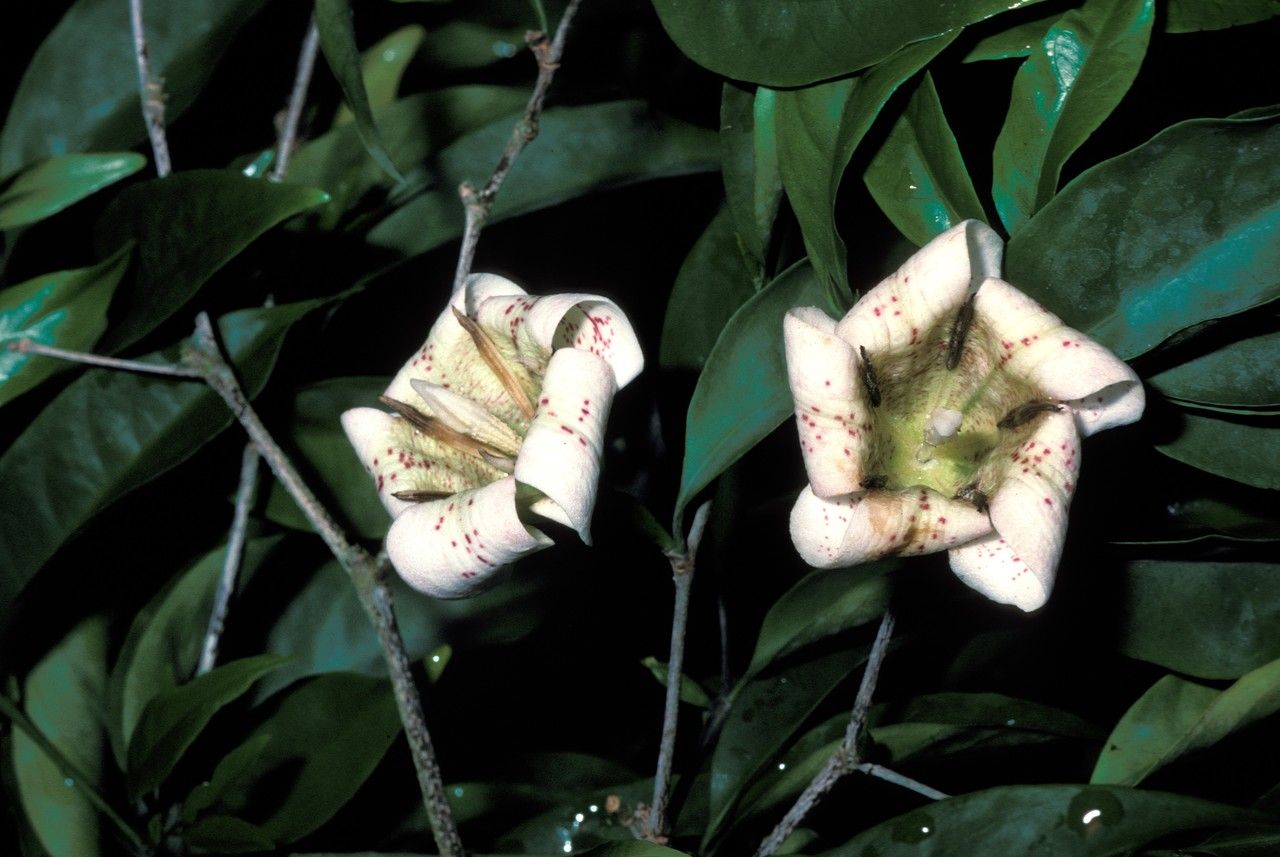 How to propagate How to Propagate Rothmannia annae