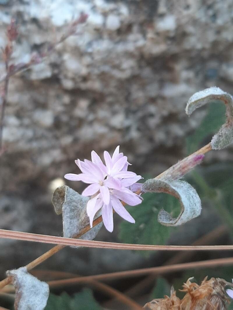 How to Propagate Lessingia hololeuca - Propagate One