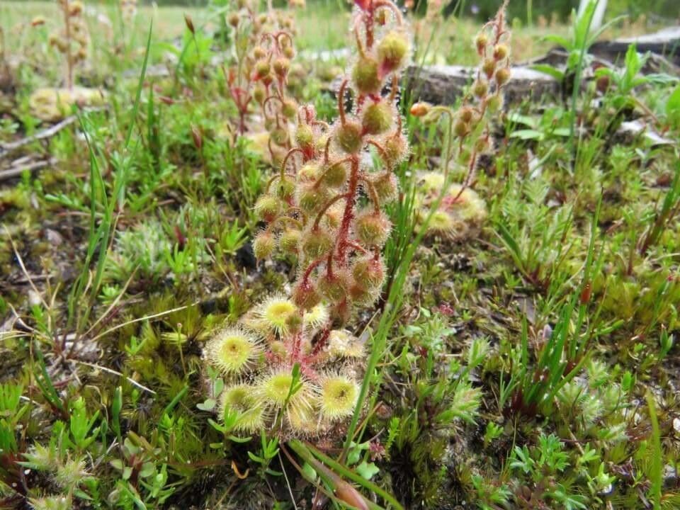 How to Propagate Drosera glanduligera - Propagate One