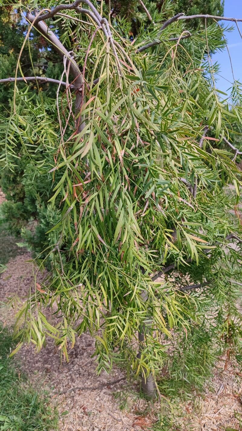 How to Propagate Afrocarpus falcatus - Propagate One