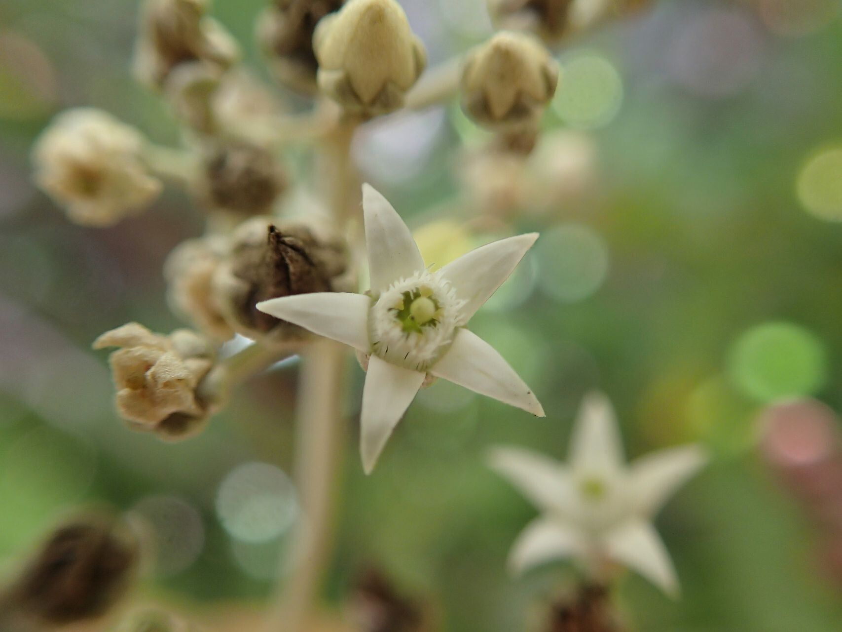 How to Propagate Argophyllum nitidum - Propagate One
