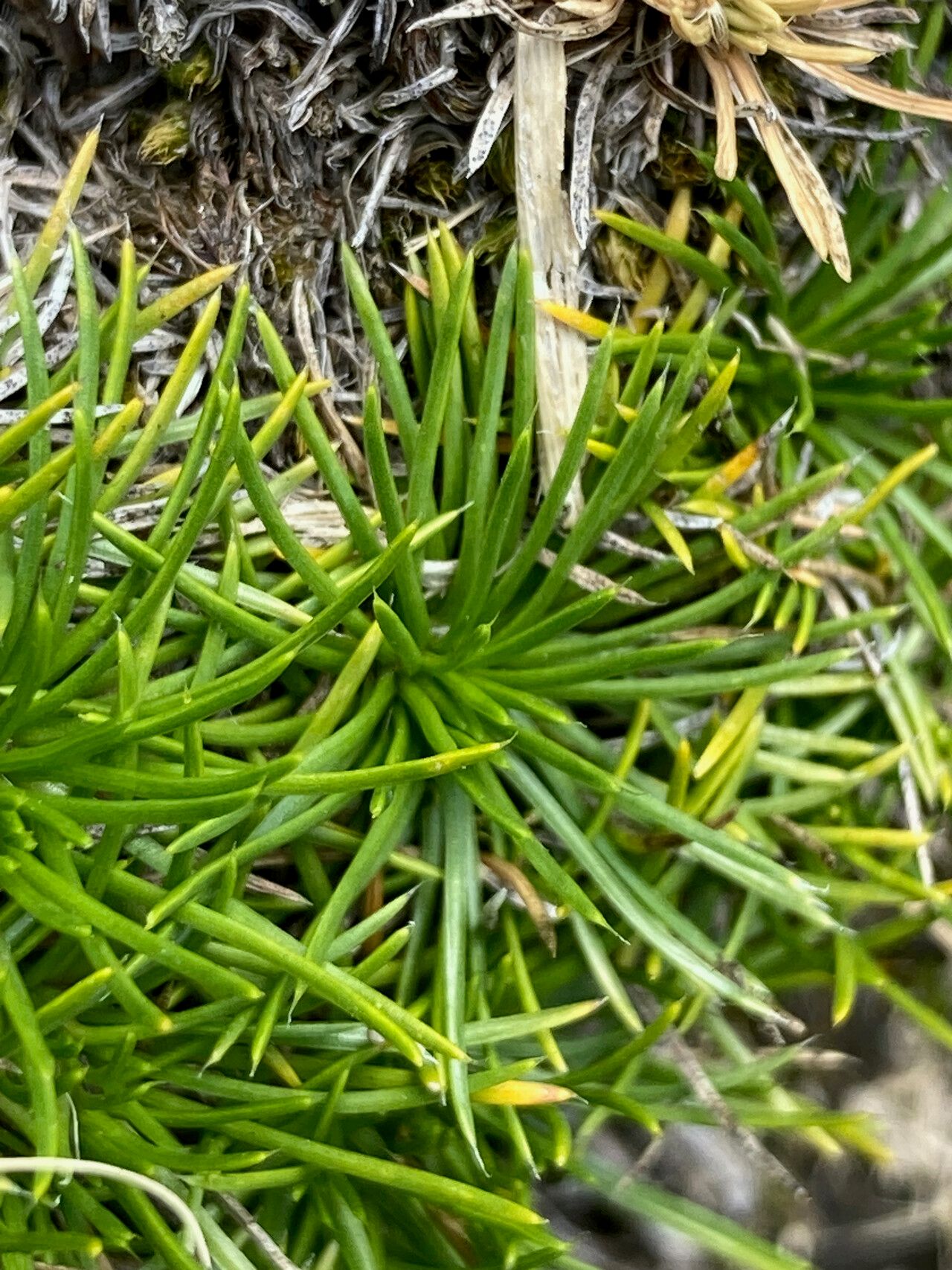 How to Propagate Werneria caespitosa - Propagate One