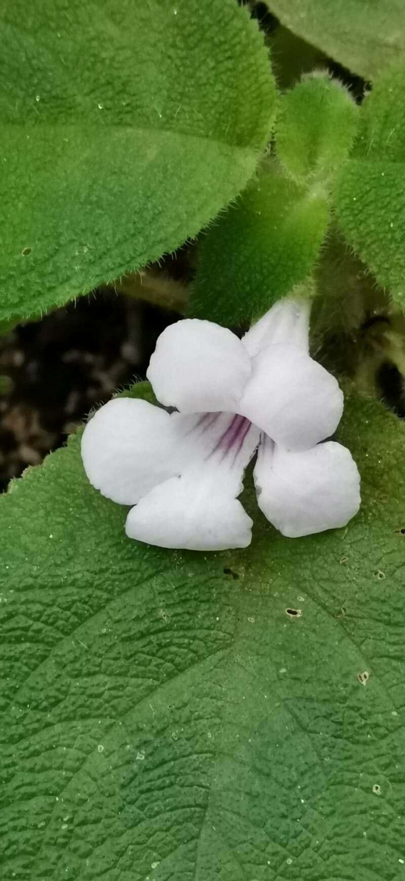 How to Propagate Chrysothemis panamensis - Propagate One