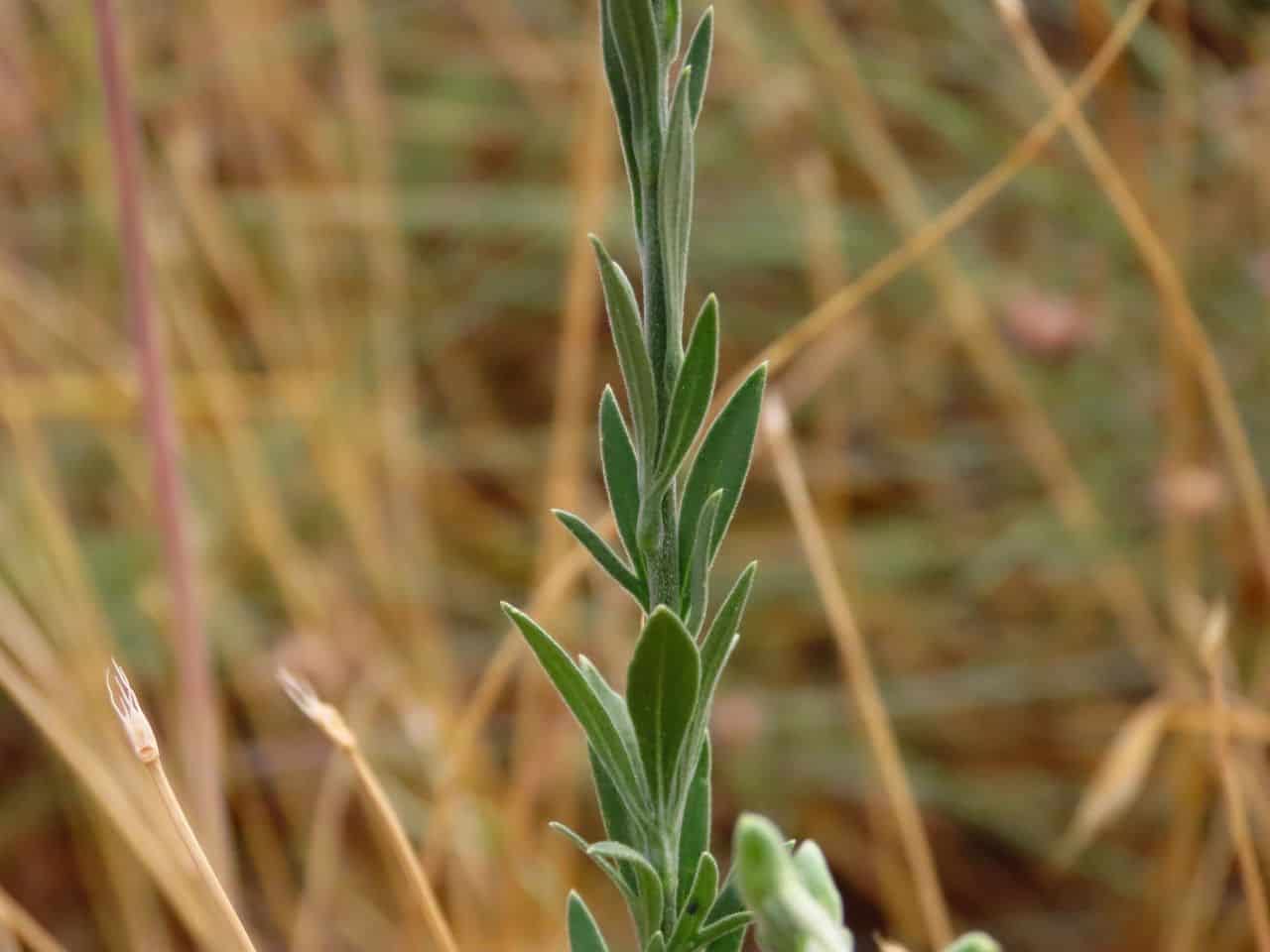 How To Propagate How To Propagate Delphinium Halteratum