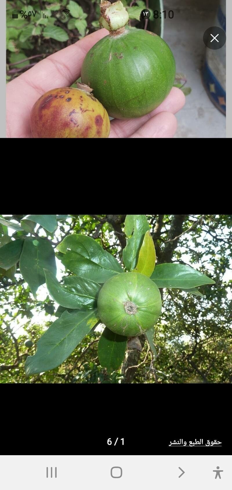 How to Propagate Rothmannia capensis - Propagate One