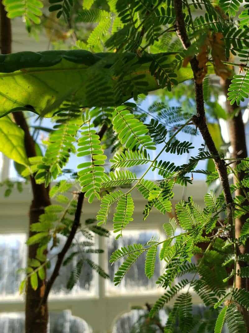 Vachellia cornigera - Propagate One
