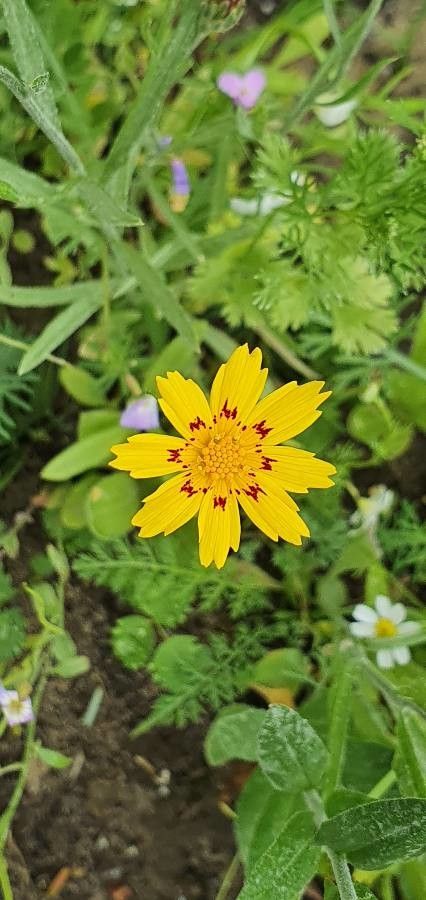How to Propagate Coreopsis nuecensis - Propagate One