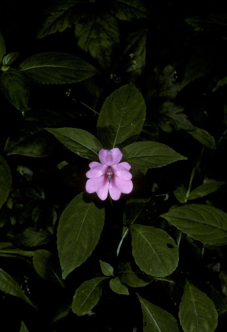 How to Propagate Impatiens platypetala - Propagate One