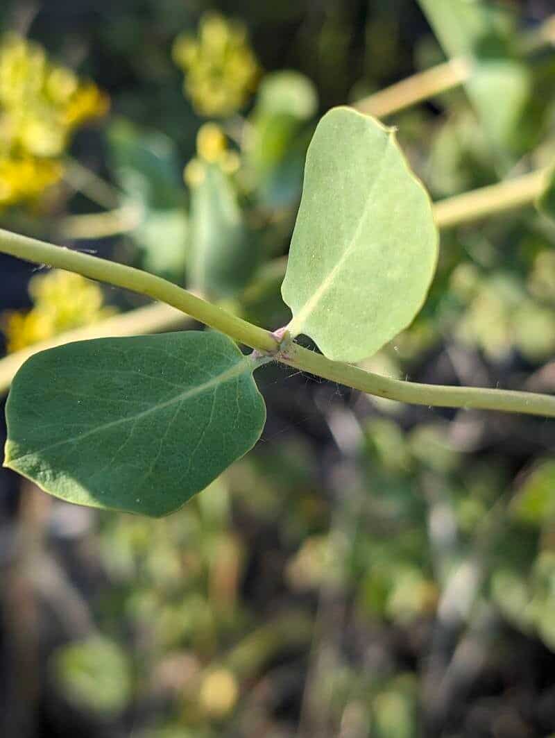 How to propagate Lonicera interrupta