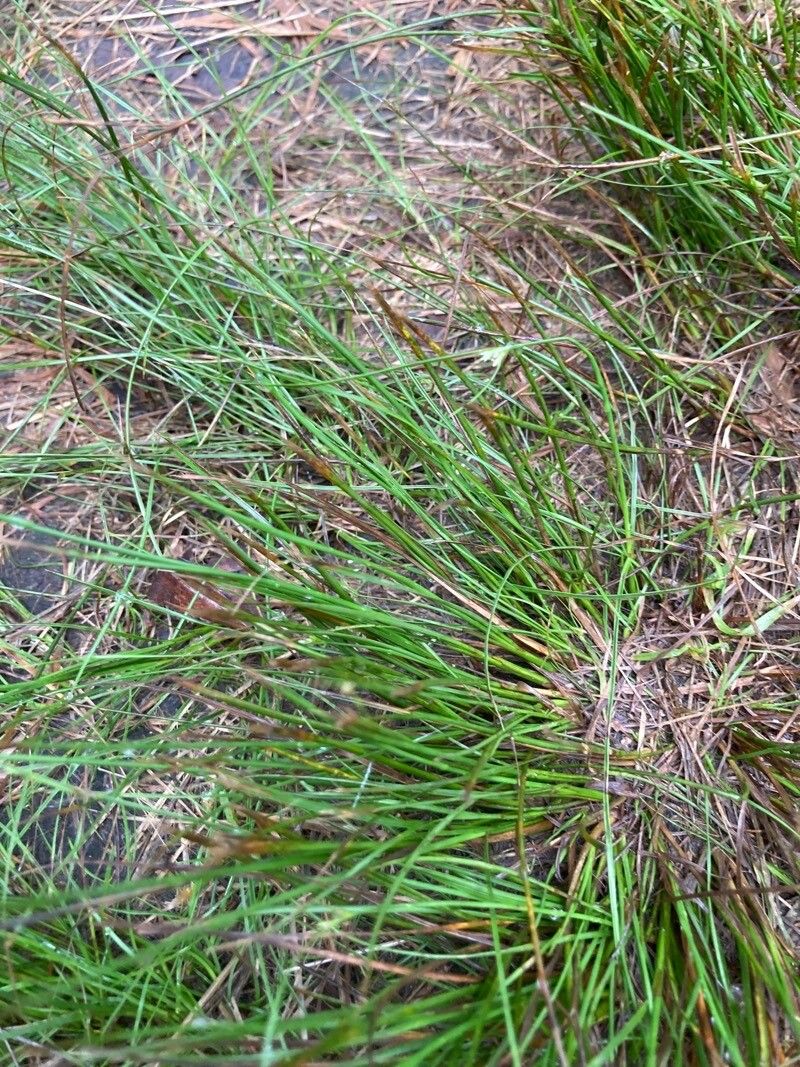 How to propagate How to Propagate Eleocharis retroflexa