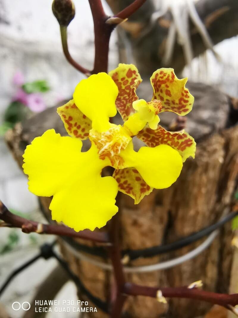 How to Propagate Trichocentrum brachyphyllum - Propagate One