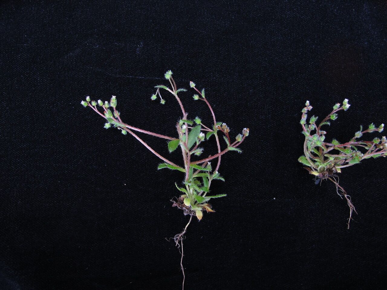 How to Propagate Microcaryum pygmaeum - Propagate One