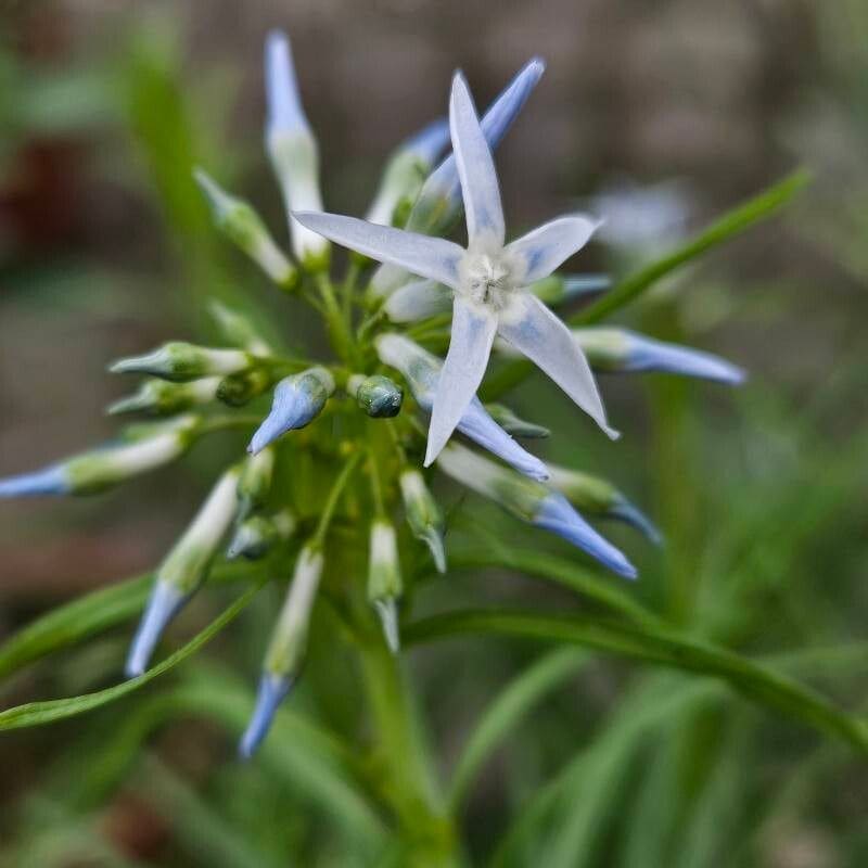 How to Propagate Amsonia ciliata - Propagate One