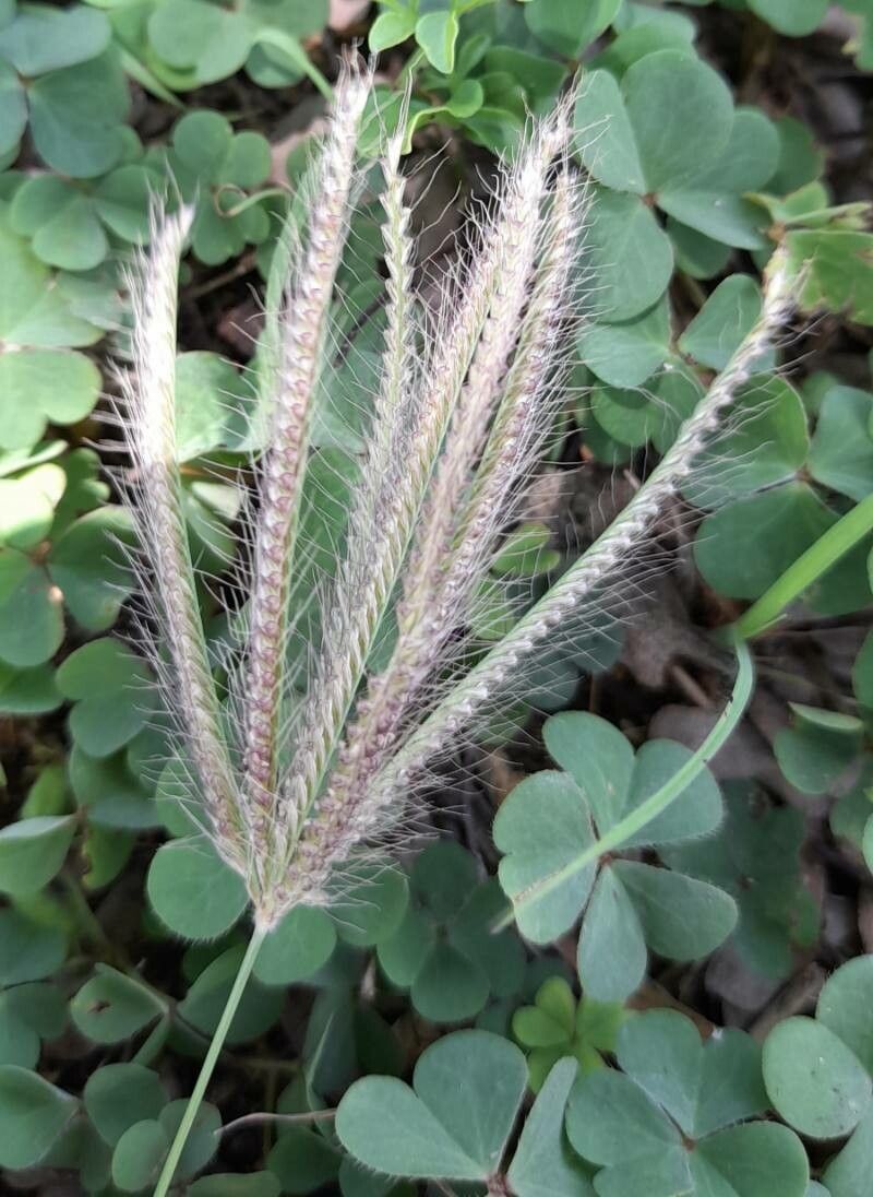 How to propagate How to Propagate Chloris barbata