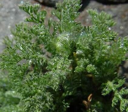 How to Propagate Anacyclus pyrethrum - Propagate One