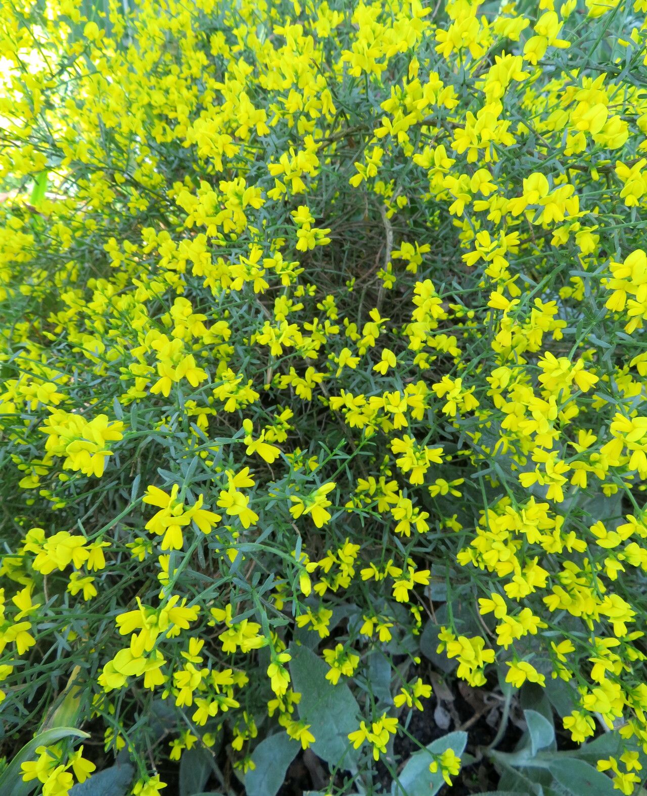 How to Propagate Genista lydia - Propagate One