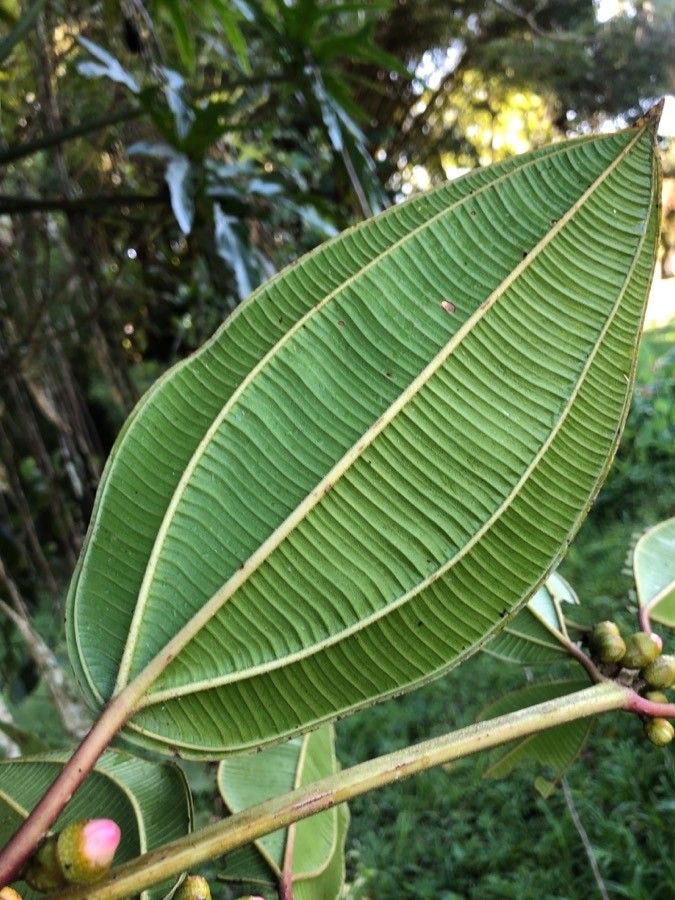 How to Propagate Blakea maurofernandeziana - Propagate One