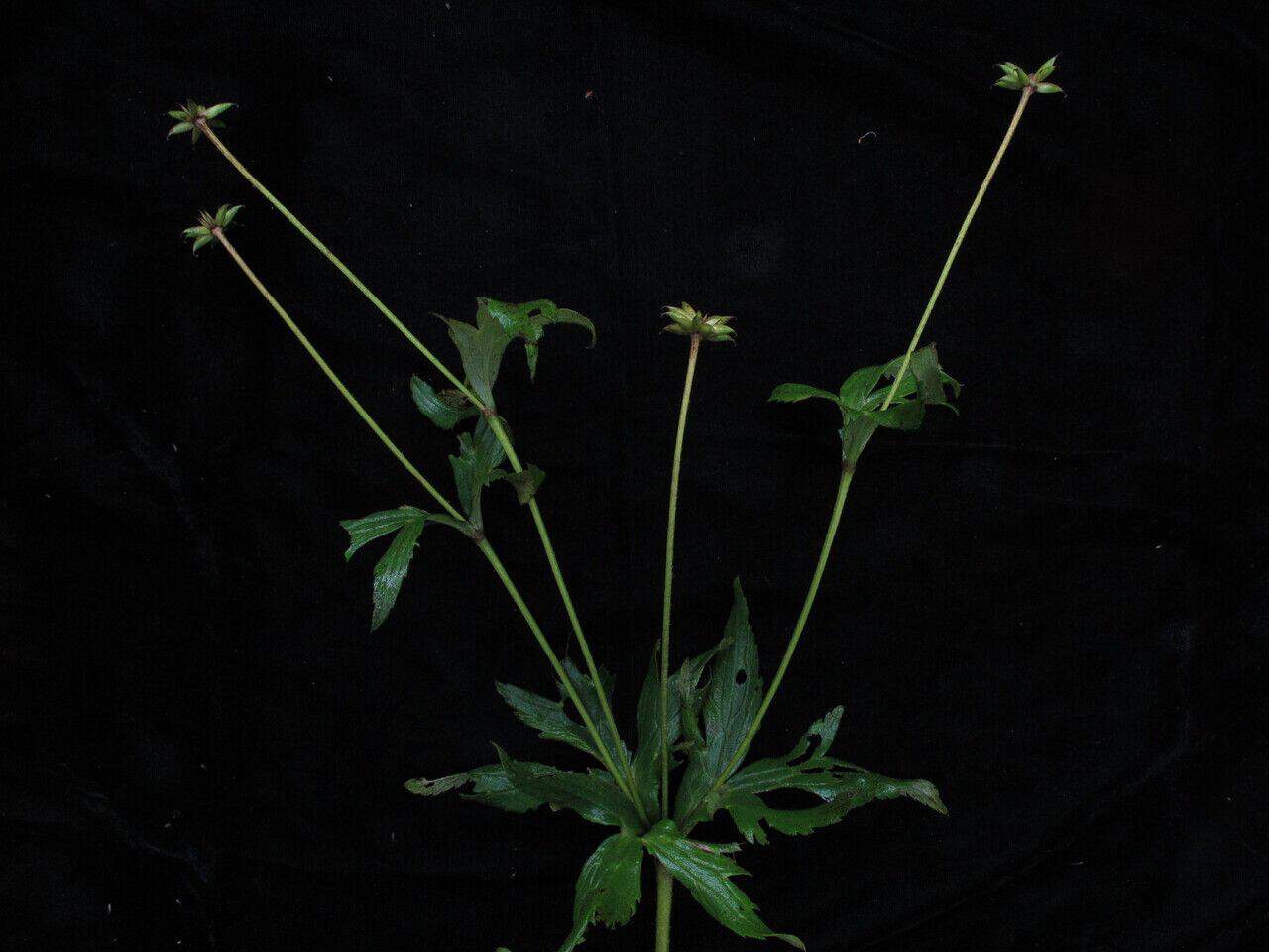 How to propagate How to Propagate Anemonastrum elongatum