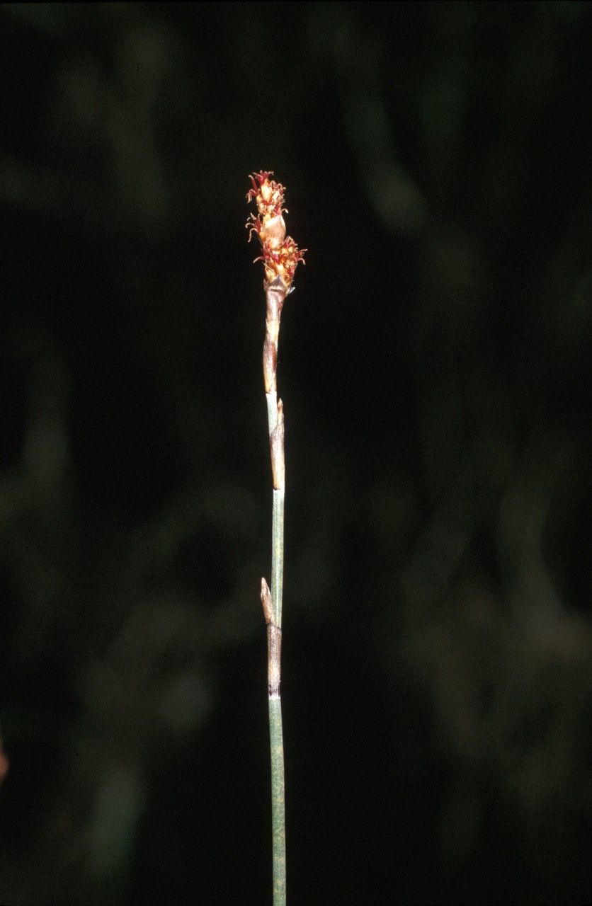 How to Propagate Apodasmia similis - Propagate One