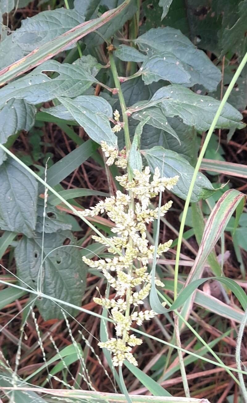 How to Propagate Chamissoa altissima - Propagate One