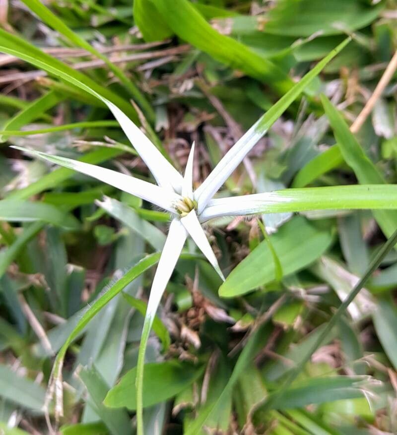How to Propagate Rhynchospora nervosa - Propagate One