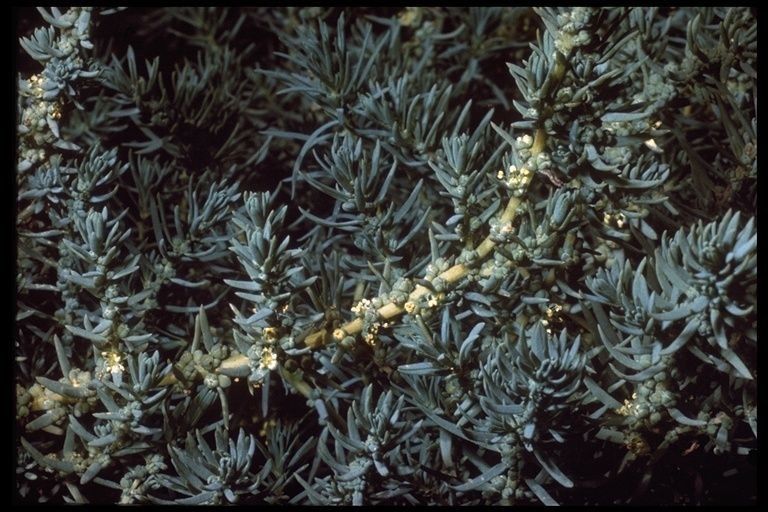 How to Propagate Suaeda taxifolia - Propagate One