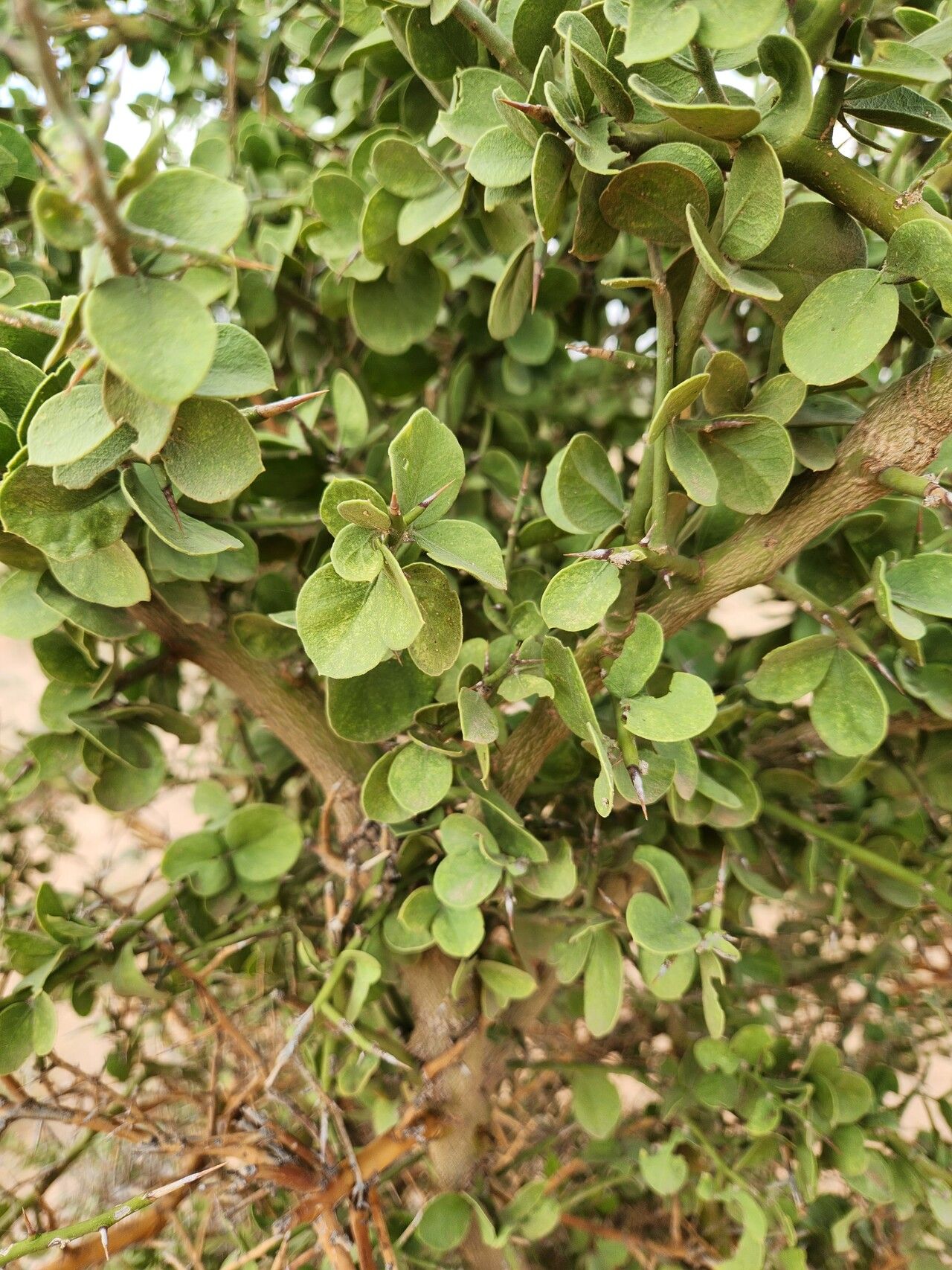 How to propagate How to Propagate Balanites rotundifolia