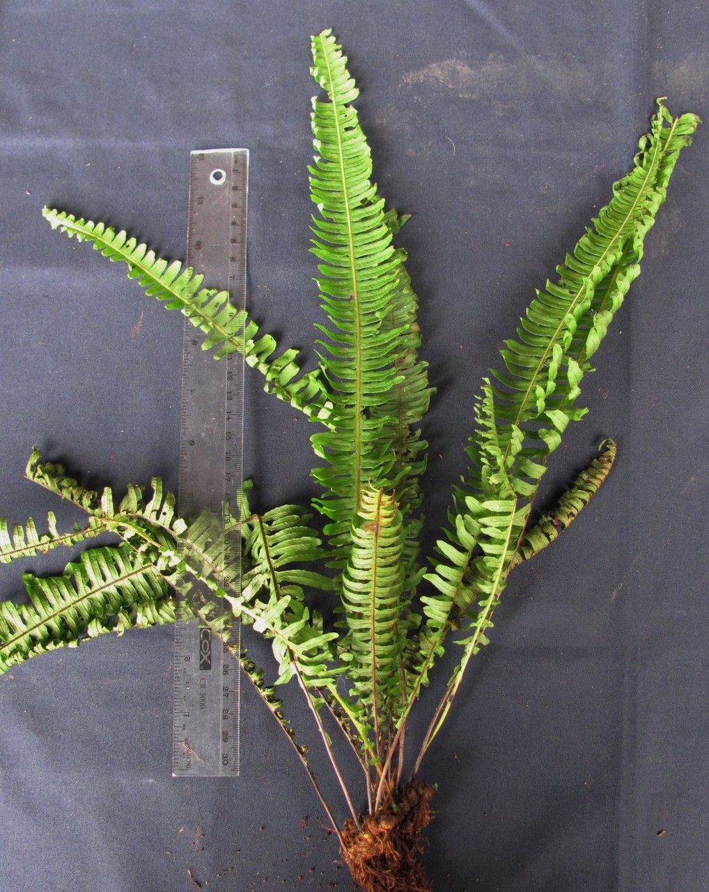 How to Propagate Pecluma consimilis - Propagate One