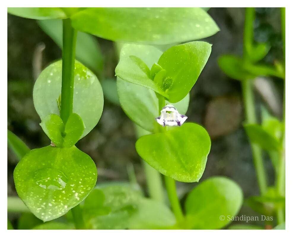 How to Propagate Lindernia parviflora - Propagate One
