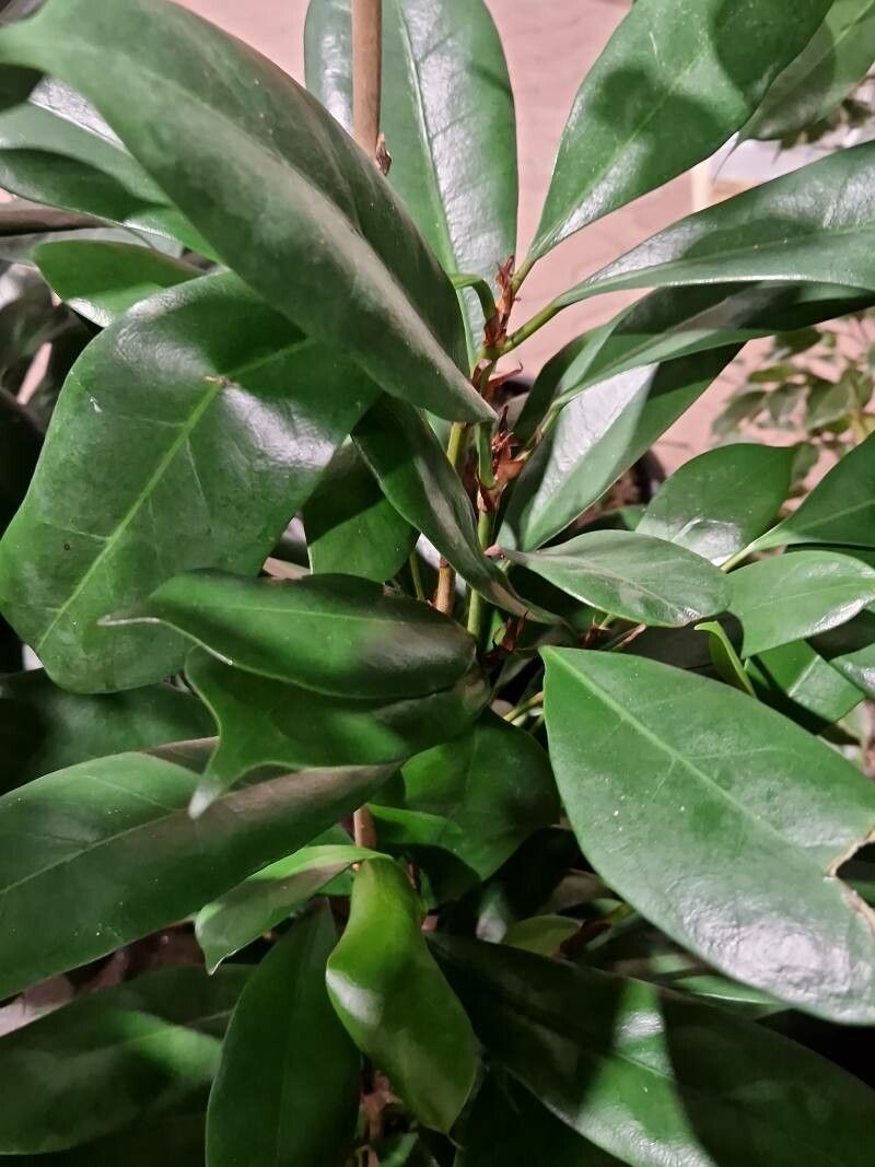 How to Propagate Ficus cyathistipula - Propagate One
