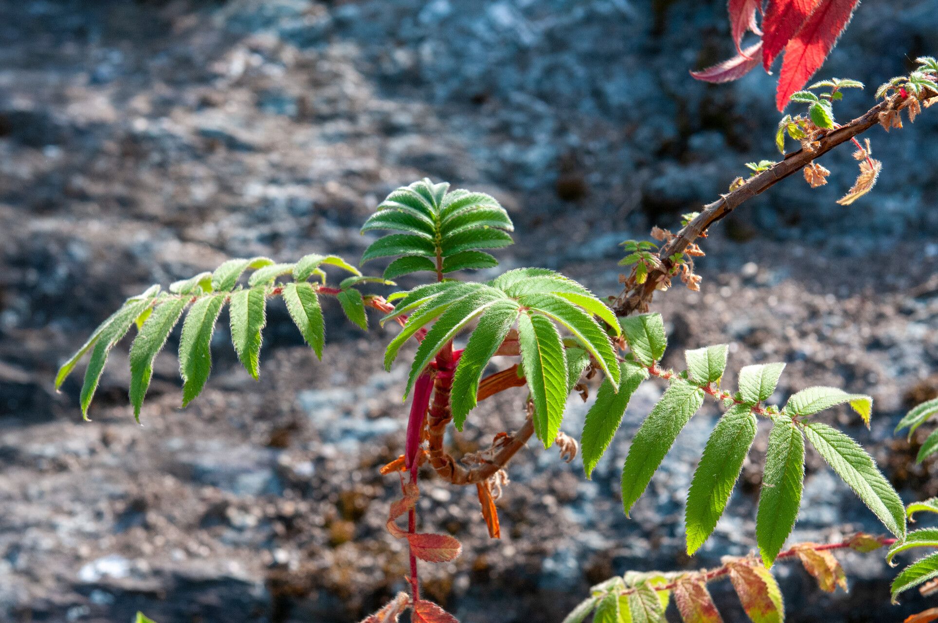 How to Propagate Hagenia abyssinica - Propagate One