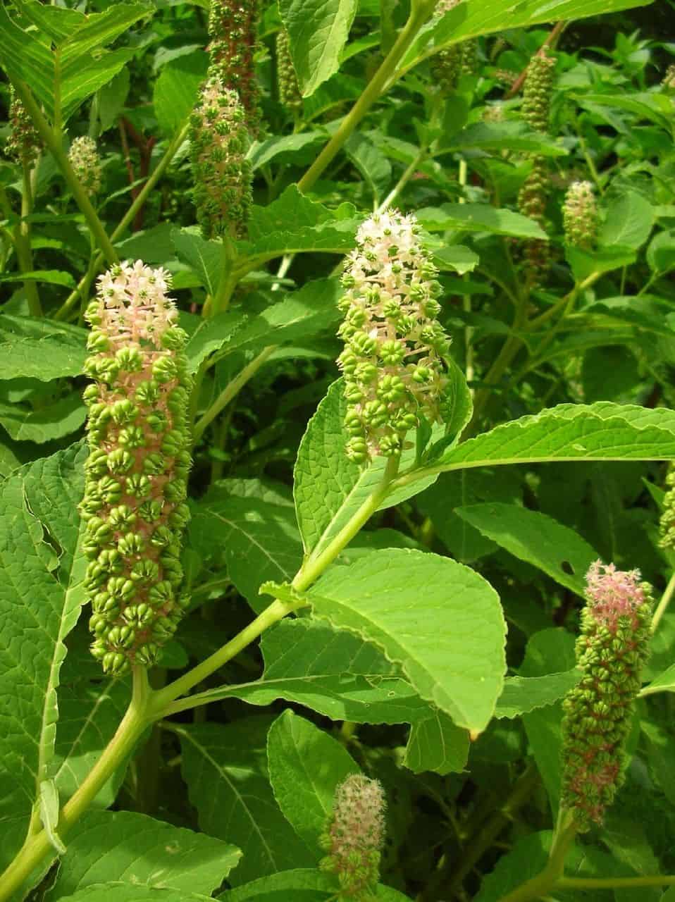 Phytolacca polyandra - Propagate One