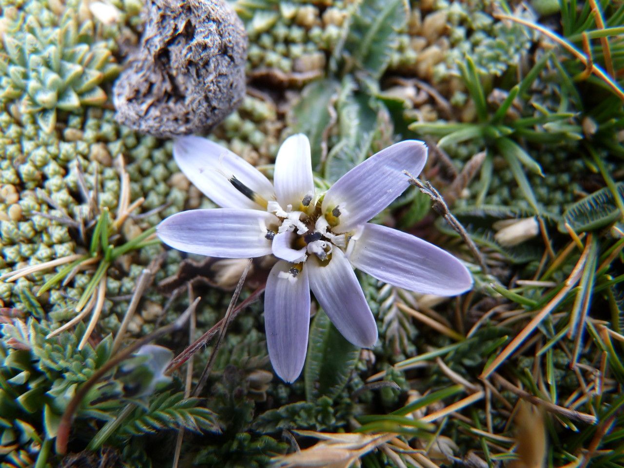 How to Propagate Perezia pygmea - Propagate One