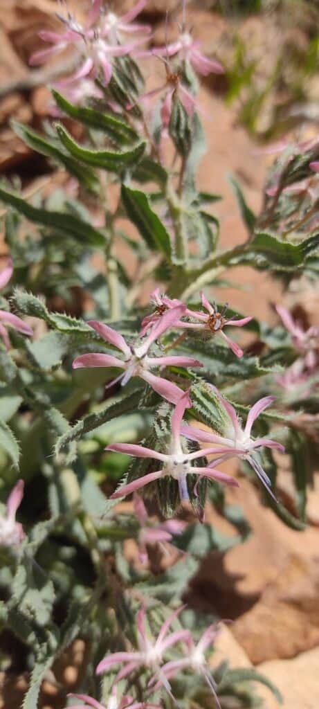 Moltkiopsis ciliata - Propagate One