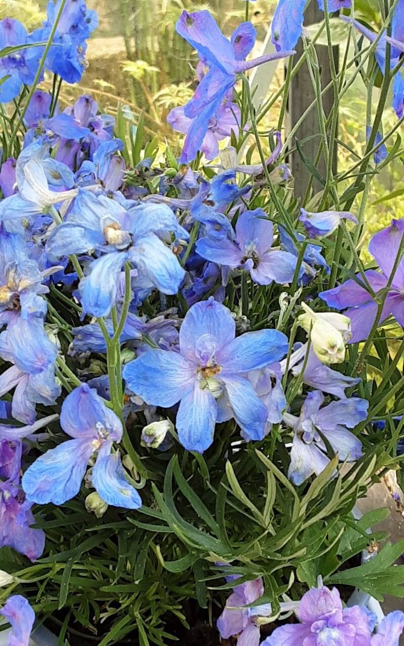 How to Propagate Delphinium grandiflorum - Propagate One