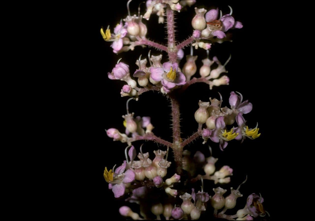 How to Propagate Oxyspora paniculata - Propagate One