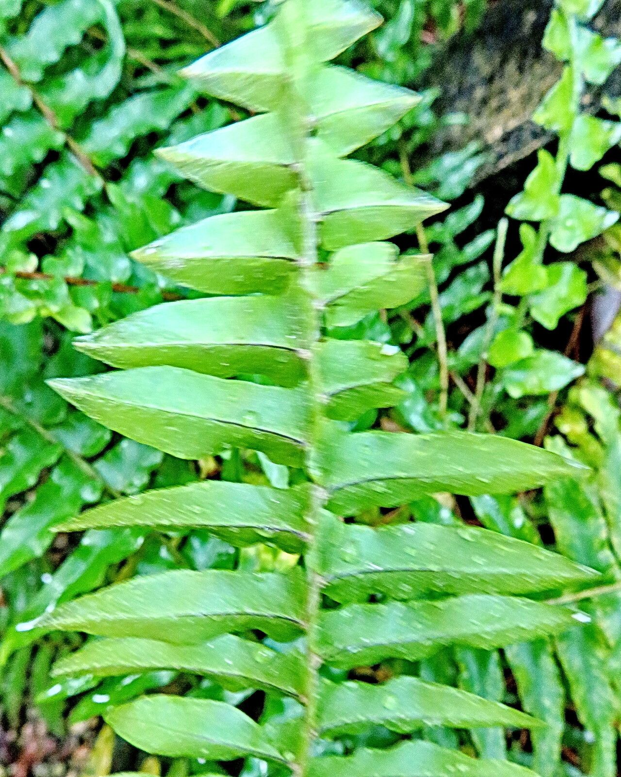 How to propagate How to Propagate Nephrolepis exaltata