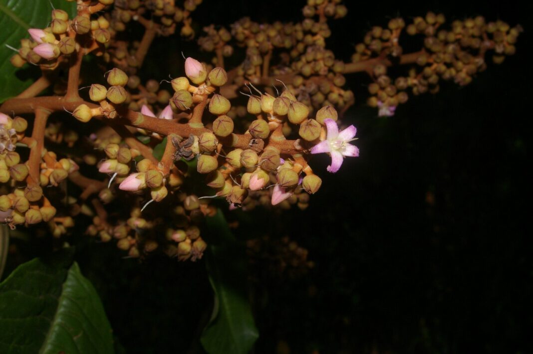 How to Propagate Parathesis cartagoana - Propagate One