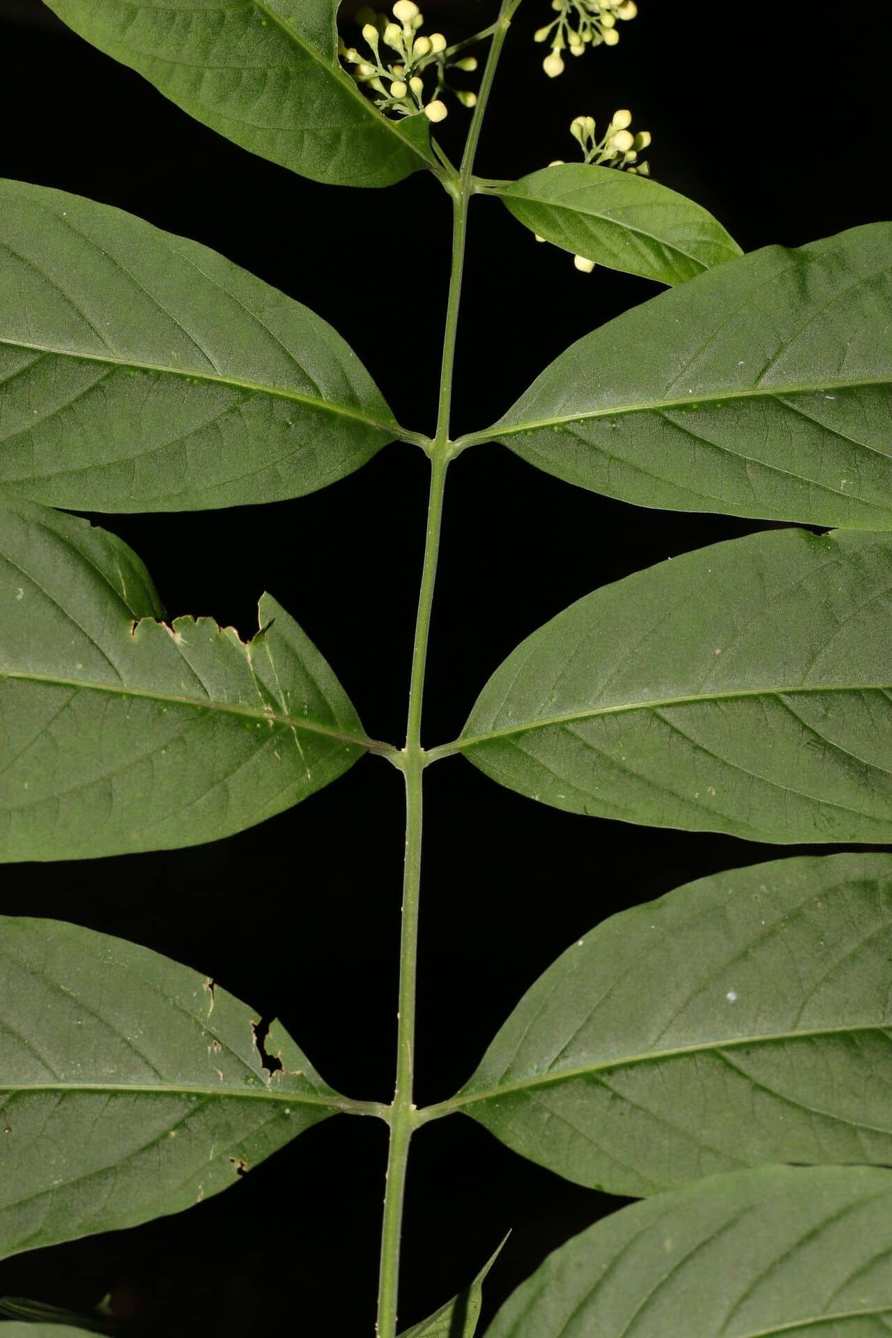 How to Propagate Aegiphila panamensis - Propagate One